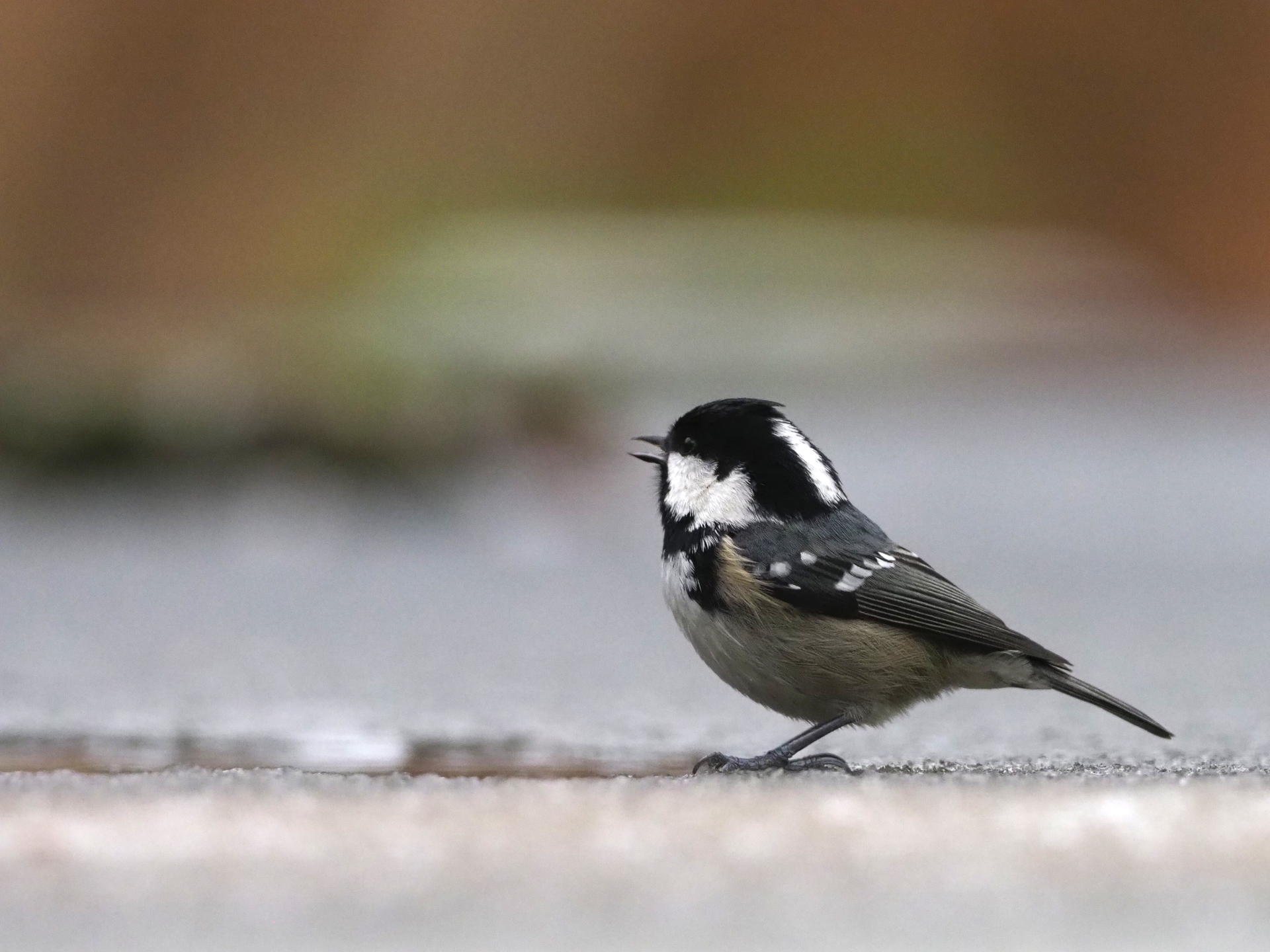 Zwarte mees - Sanne Terlouw